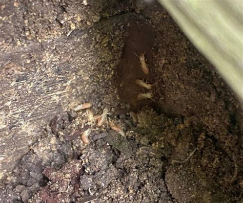 Significance Of Annual Termite Inspections