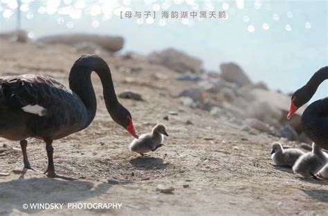 海韵湖迎来新成员来看看帅气的黑天鹅一家
