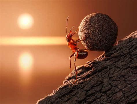 How ‘zombie Fungus Takes Over Ants Bodies Controls Their Behaviour