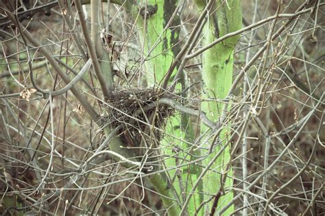 Bird Nest Empty In Forest Stock Photo Image Of Nature