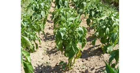 Лехи за зеленчуците Български Фермер