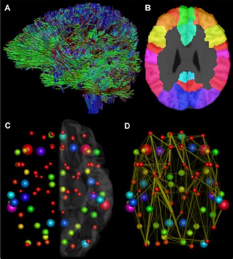 The Reconstruction Of The Structural Brain Networks A First A