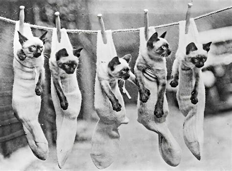 40 Best Vintage Cat Photos To Melt Your Heart Bored Panda