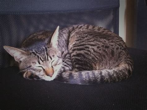 猫はコタツで丸くなる？｜gallery｜野良猫総合研究所｜猫の雑学｜野良猫タウン｜take It Easy