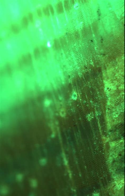 Tree Function Lab Tree Function Lab