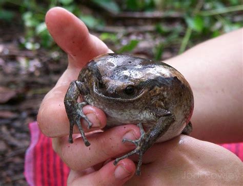 Pin On Frogs