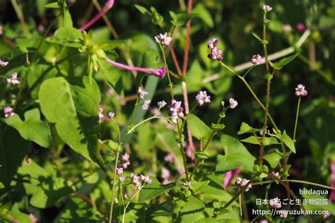 ママコノシリヌグイ 日本まるごと生き物図鑑