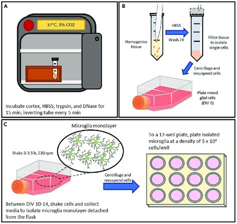 Primary Mixed Glial Culture Shaking And Seeding Microglia A After