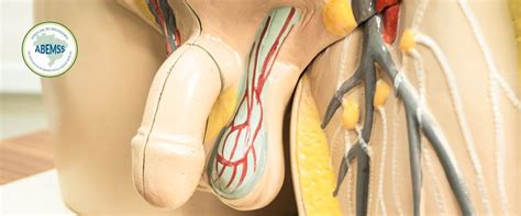Anatomia e Fisiologia Peniana Aplicada às Disfunções Sexuais ABEMSS
