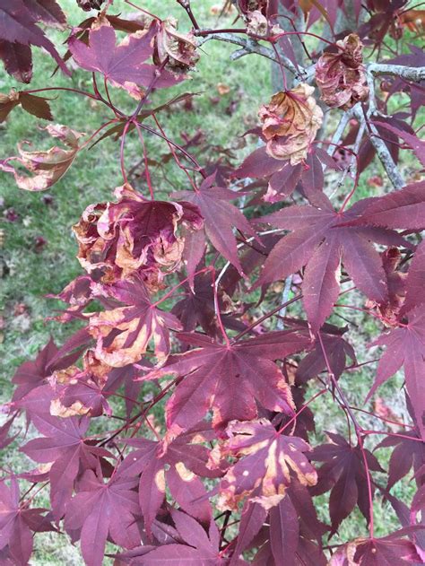 What S Wrong With My Japanese Maple Tree Cooperative Extension Garden And Yard University