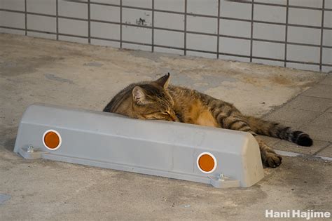 毎日が猫曜日 駐車場の車止めに