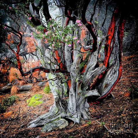 Ancient Flowering Manzanita No2 Photograph By Gus Mccrea Fine Art