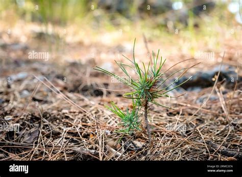 Afforestation And Regrow Forests New Growth Of A Small Pine Sapling