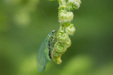 Chrysopa Chrysopa Picture Insect