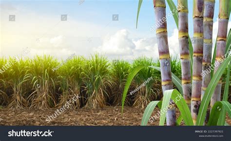 Sugarcane Stem