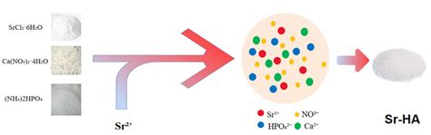 Film Formation Of Strontium Doped Hydroxyapatite Sr Ha Coating