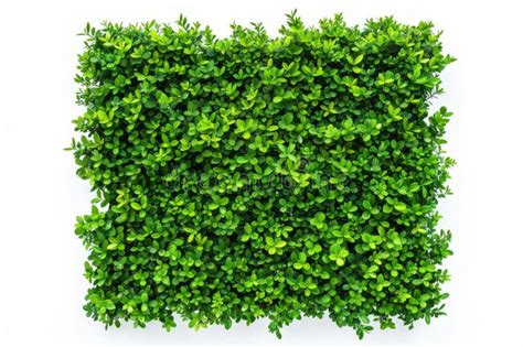 Tropical Shrub Bush Fence Tree Isolated Plant With Clipping Path Neural Network Ai Generated