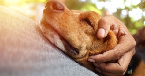 What Is Addisons Disease In Dogs Critter Culture