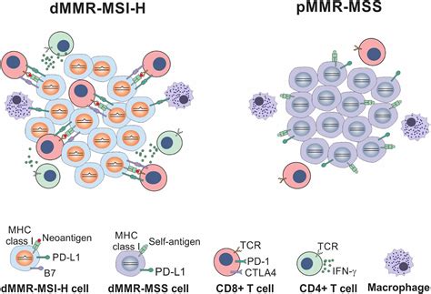 Immunotherapy Efficacy On Mismatch Repair Deficient Colorectal Cancer
