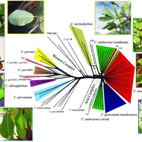 Split Network Computed From Uncorrected P Distances And A Concatenated Download Scientific