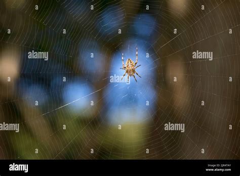 Cross Orbweaver European Garden Spider Cross Spider Araneus Diadematus Lurking In Its Web