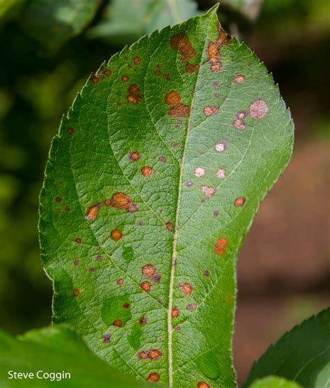 The Incompleat Naturalist Cedar Apple Rust
