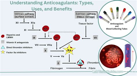 Understanding Anticoagulants Types Uses And Benefits
