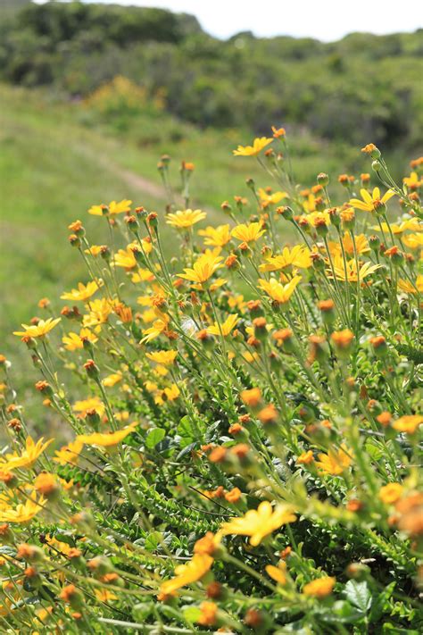 거친 경치 경치 좋은 전망 경치가 좋은 고요한 광야 녹지 농촌의 들판 맑은 공기 목가적인 봄 새벽 생태 서식지 성역 손대지 않은 수직 쐈어