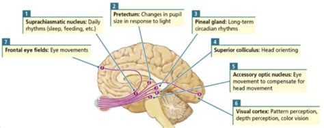 Kaarten Lecture 6 The Occipital Lobe Quizlet