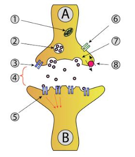 Synapse Anatomy Physiology Diagram Quizlet