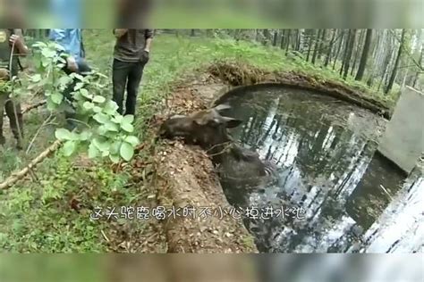 这头驼鹿惨了掉进水池差点被淹死幸好被一行猎人发现 水池 驼鹿 一行