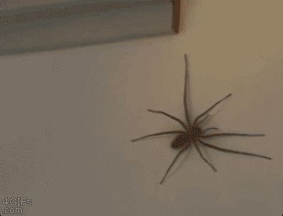Huntsman Spider S Get The Best  On Giphy