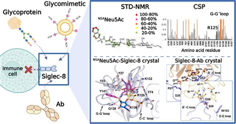 Structures Of The Inhibitory Receptor Siglec 8 In Complex With A High Affinity Sialoside