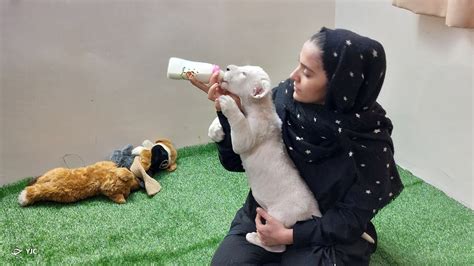 تنها توله شیر سفید ایران در کرج نگهداری می‌شودفیلم