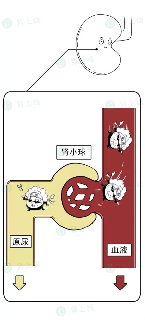 血肌酐那点事，这篇文章说透了！