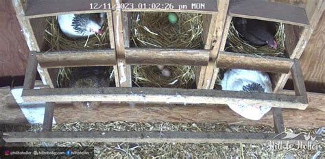 Egg Tracking Calendar Hill To Holler Homestead