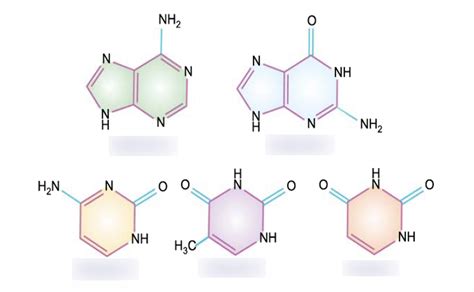 Structures Of Nucleotide Bases Diagram Quizlet