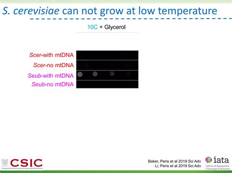 Reticulate Evolution In Yeasts And Its Industrial Applications Ppt Reticulate Evolution In Yeasts And Its Industrial Applications Ppt