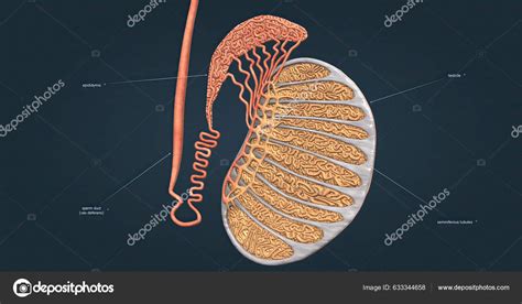 Testicle Epididymis Cross Section Illustration — 스톡 사진 © Soundpic