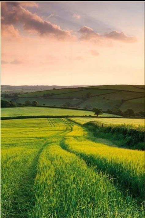 Картина Природа Размеры 50x70 Год 2022 Цена 18000 рублей Художник Любимова Вета