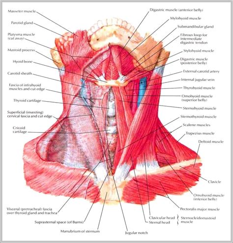 Neck Anatomy System Human Body Anatomy Diagram And Chart Images