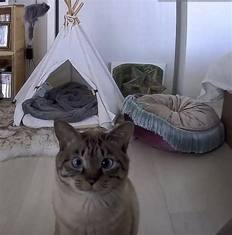 카메라에 대고 항의중인 고양이