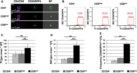 Subcellular Localization Of Cd26dpp4 In Cd4⁺ And Cd8⁺ Lymphocytes