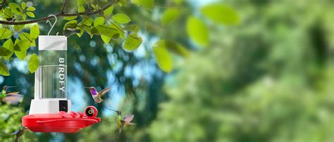 Amazon Com NETVUE Birdfy Nest Smart Bird House With Camera 1080P Dual Cam Bird Nest Solar