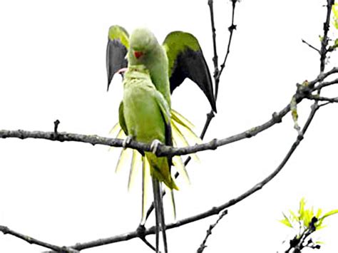 Parrots Flock To Amsterdam For Kinky Sex Birch Street Pictures Parrots Flock To Amsterdam For Kinky Sex Birch Street Pictures