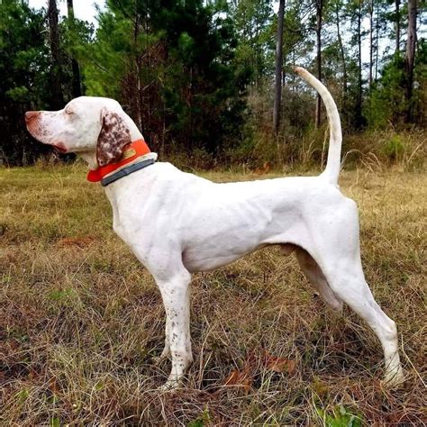 English Pointer Puppies Michigan Sportsman Forum