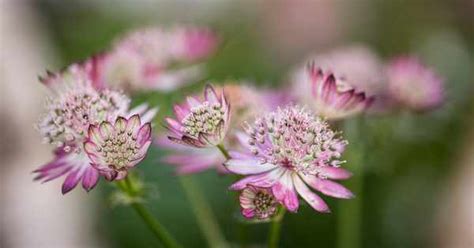 10 Of The Best Astrantias To Grow