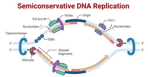 Semiconservative Dna Replication In Prokaryotes And Eukaryotes