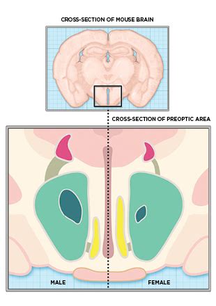 Sex Differences In The Brain The Scientist Magazine