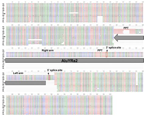Multiple Nucleotide Sequence Alignment Of The Integrated Alu Yra2 Download Scientific Diagram